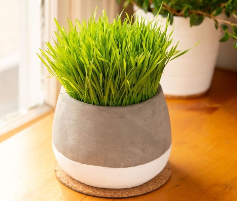 25 Decor Ideas With Wheatgrass for a Beautiful Fresh Decoration to Try ...