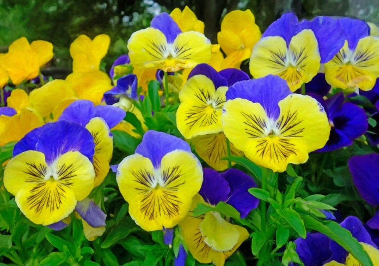 25 Spring Flowers to Give Life and Beauty to Your Garden - 25 Spring ...