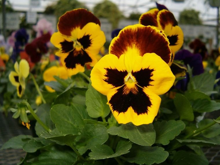 25 Spring Flowers to Give Life and Beauty to Your Garden - 25 Spring ...